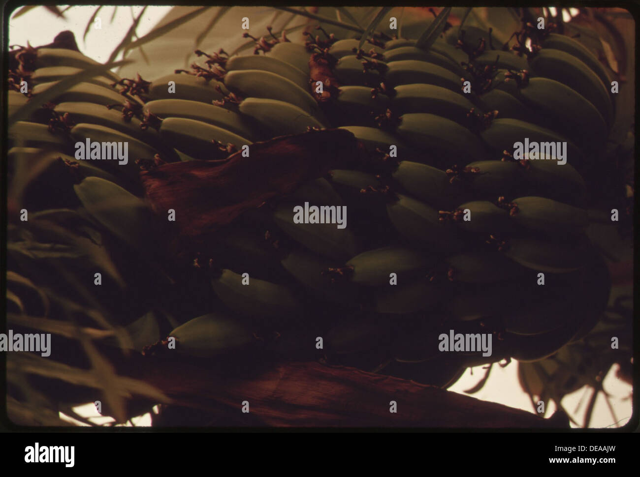 Bananas are cultivated at the University of Arizona’s Environmental ...