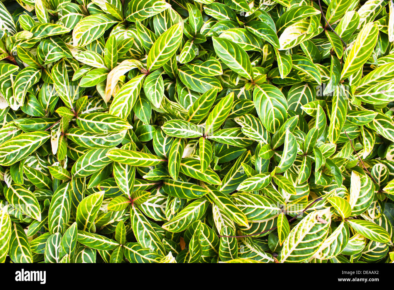 abstract art autumn background beautiful beauty botany branches bright ...