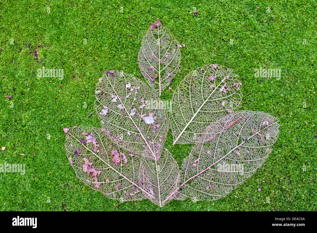 abstract art autumn background beautiful beauty botany branches bright ...