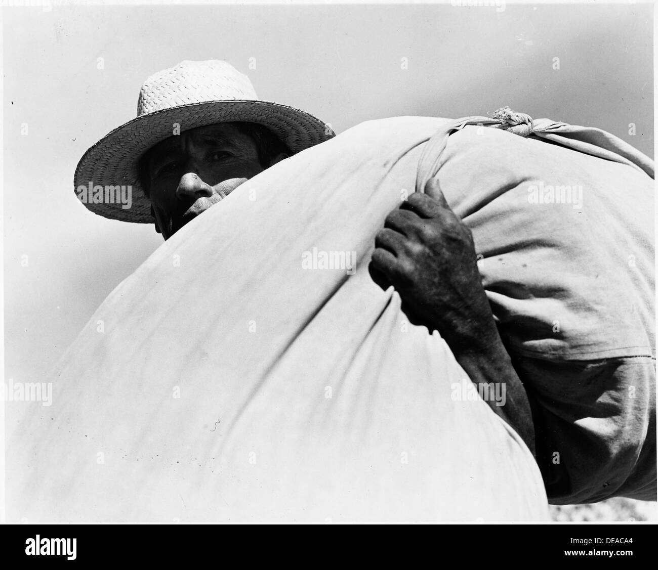 A Yaqui Indian cotton picker at Cortaro Farms in Pinal County, Arizona ...