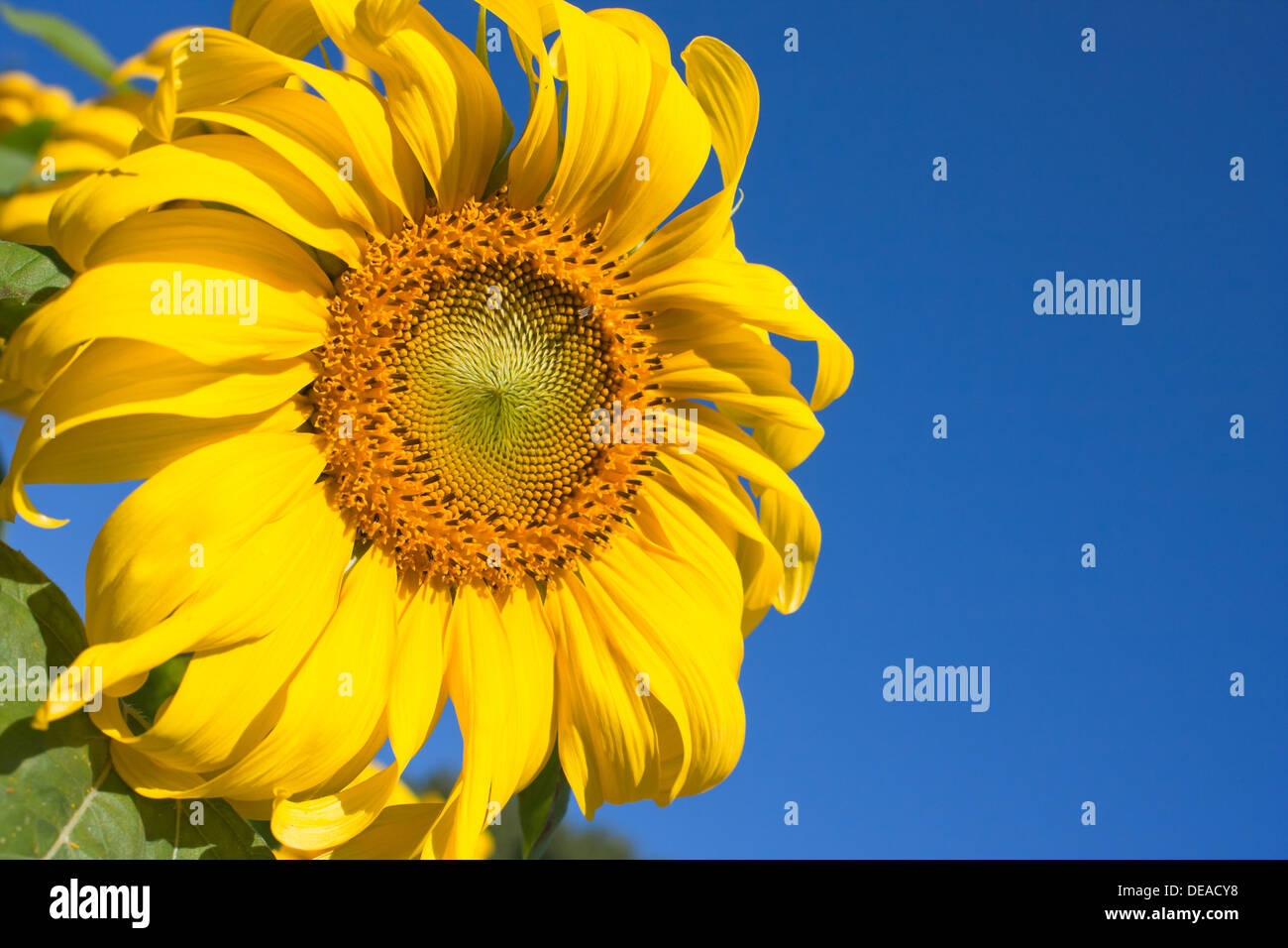 Big bright happy sunflower hi-res stock photography and images - Alamy