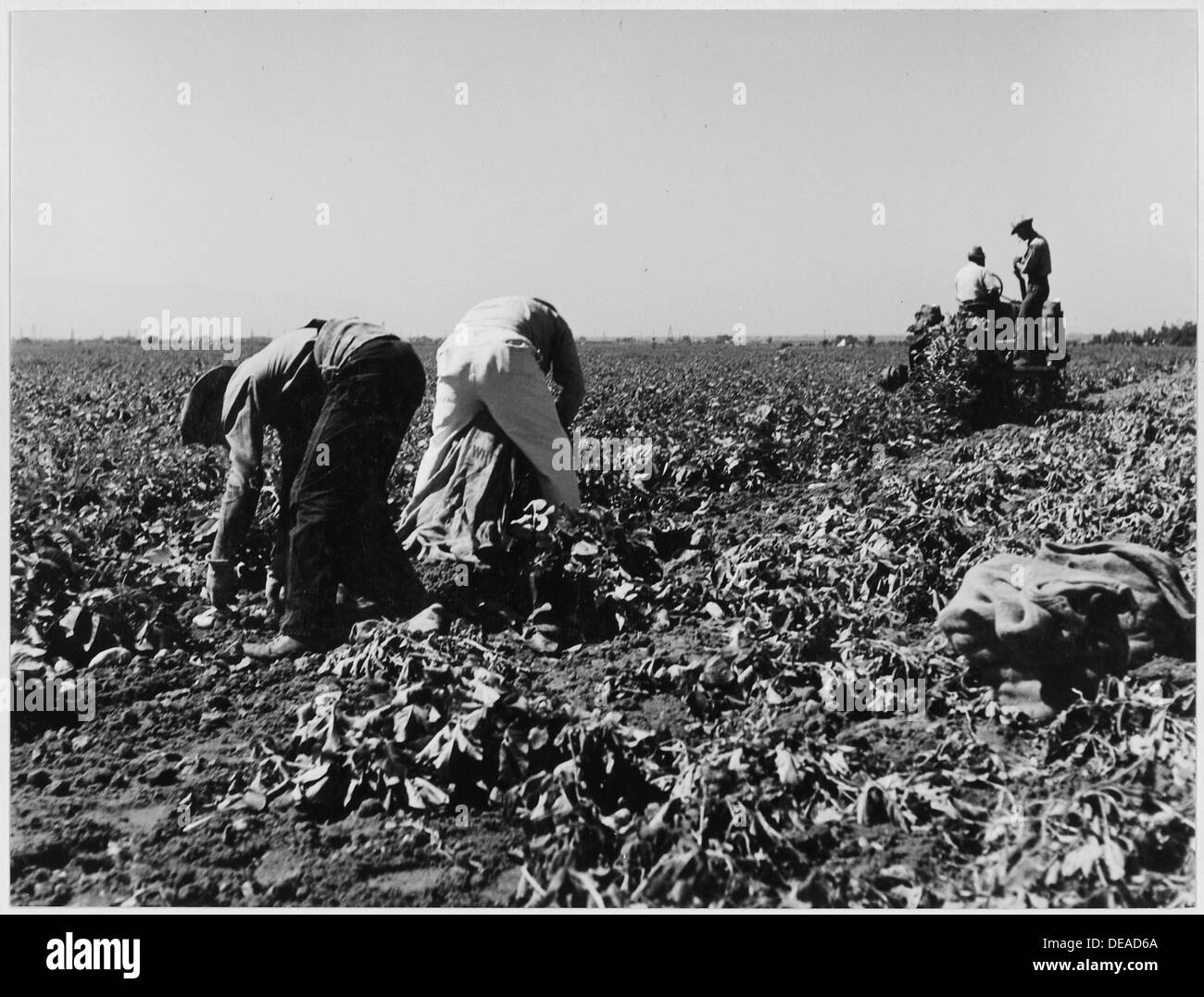 California pickers sack early potatoes Black and White Stock Photos ...