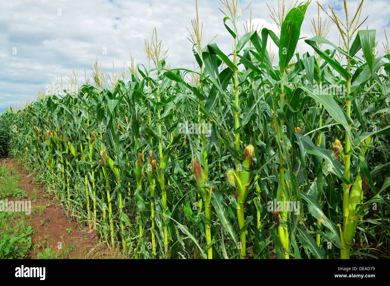 Maize Crop