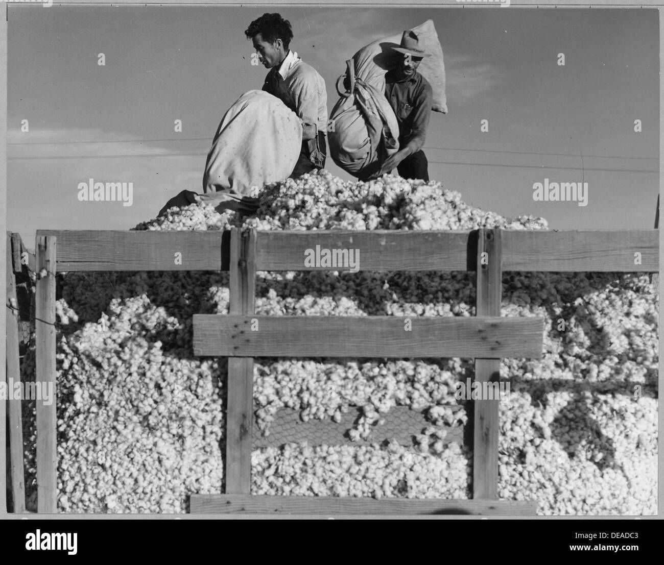 Arizona cotton field Black and White Stock Photos & Images - Alamy