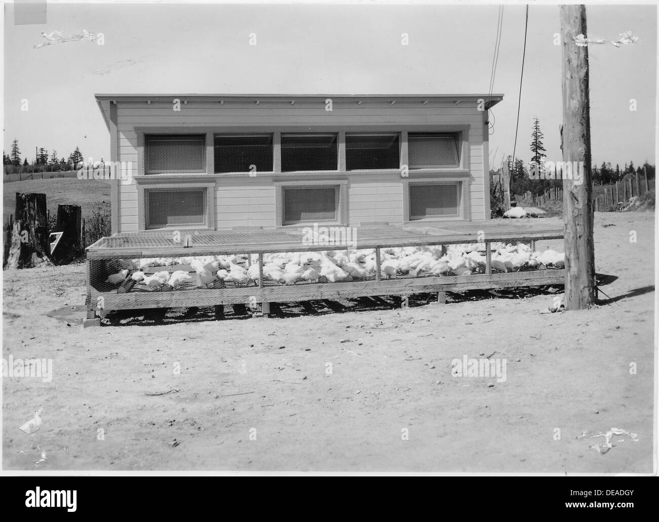 Poultry unit Black and White Stock Photos & Images - Alamy