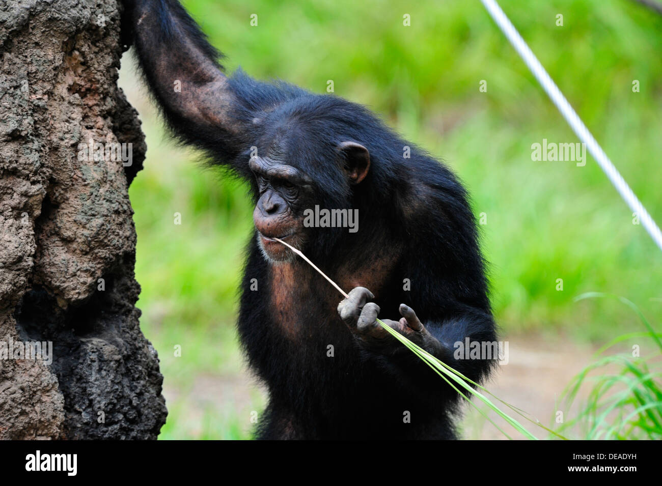 Common Chimpanzee collecting honey taken from a man-made ant mound ...