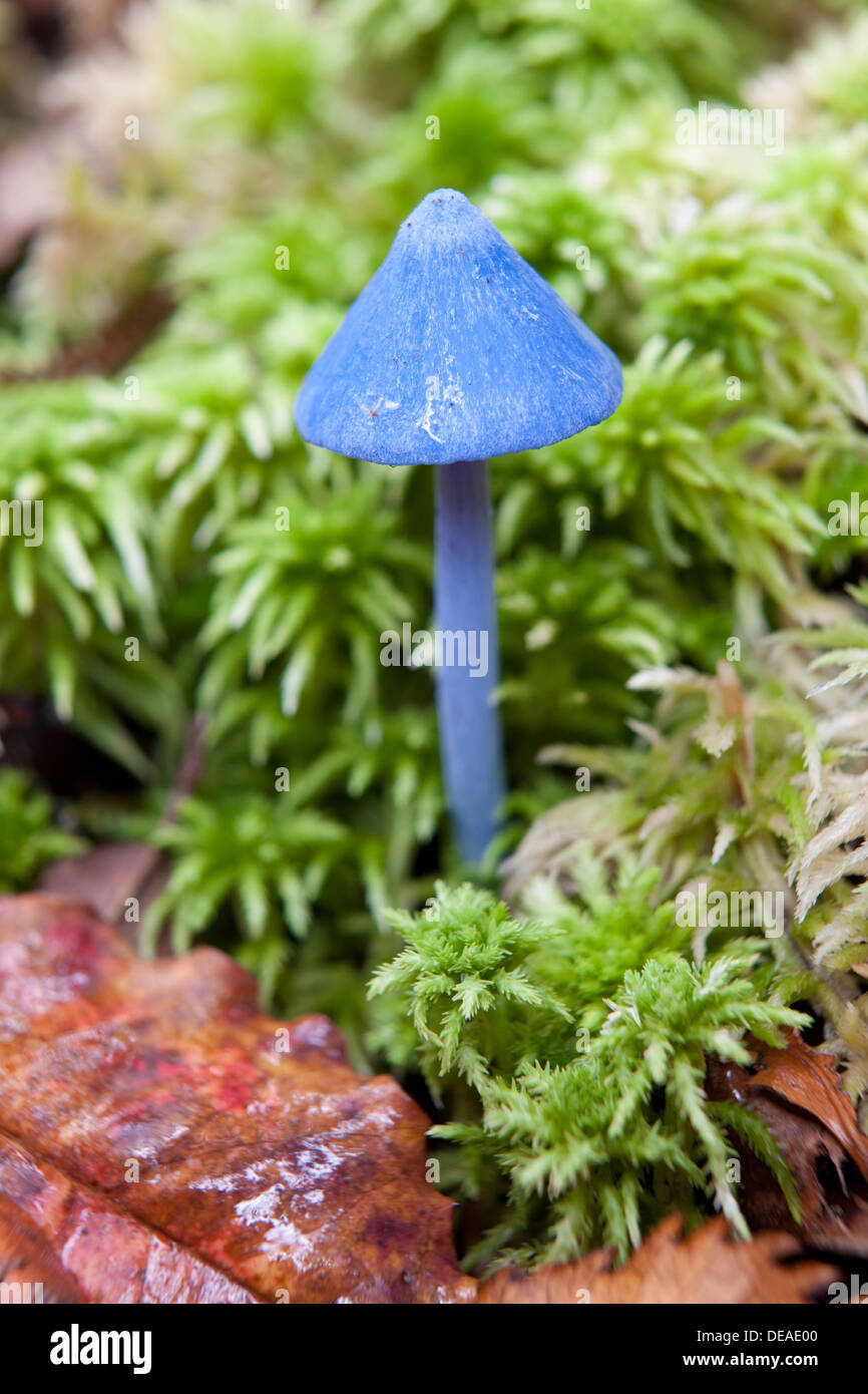 Blue pinkgill hi-res stock photography and images - Alamy