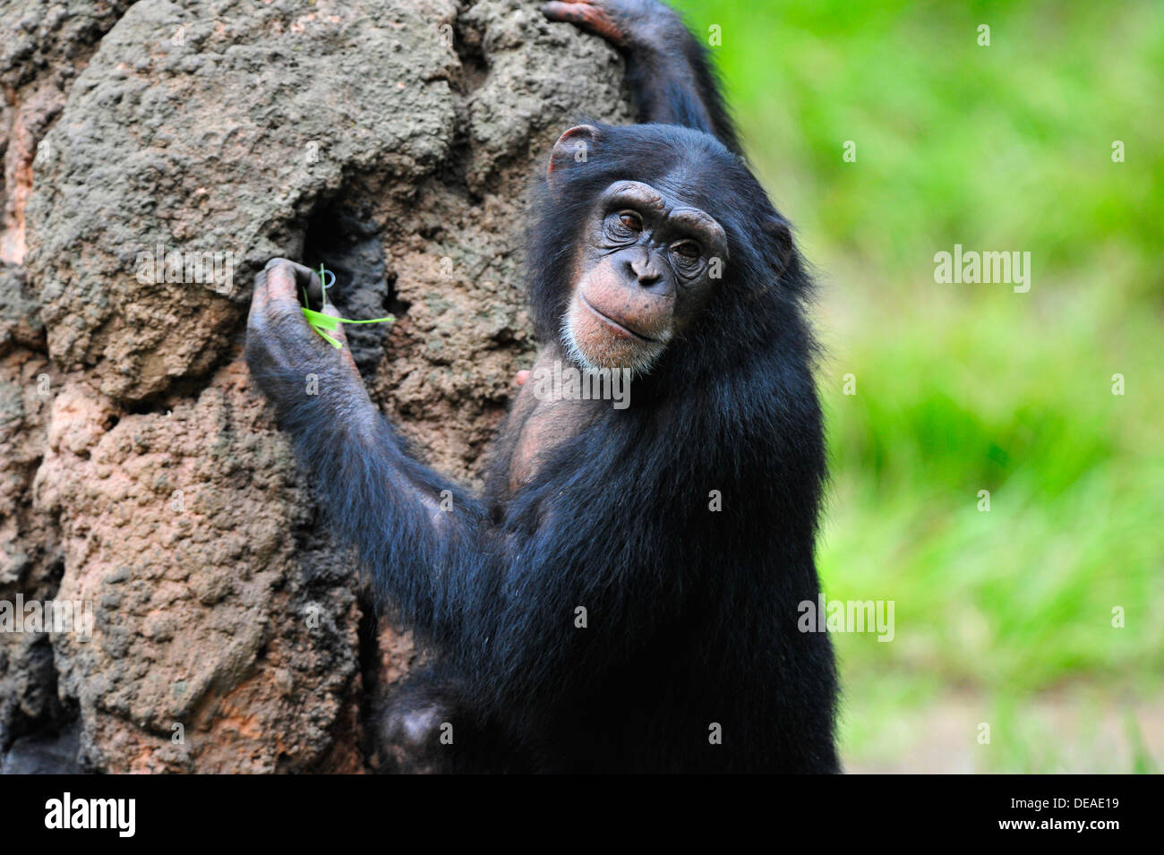 Common Chimpanzee collecting honey from a man-made ant mound Stock ...