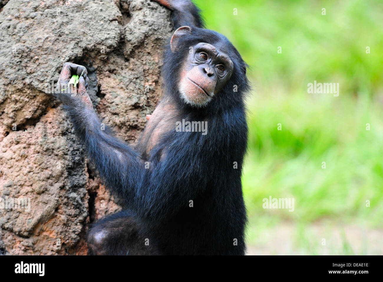 Common Chimpanzee collecting honey from a man-made ant mound Stock Photo - Alamy