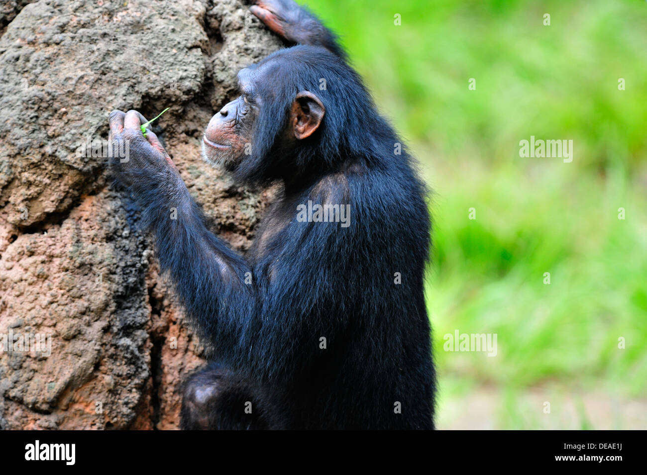 Common Chimpanzee collecting honey from a man-made ant mound Stock ...
