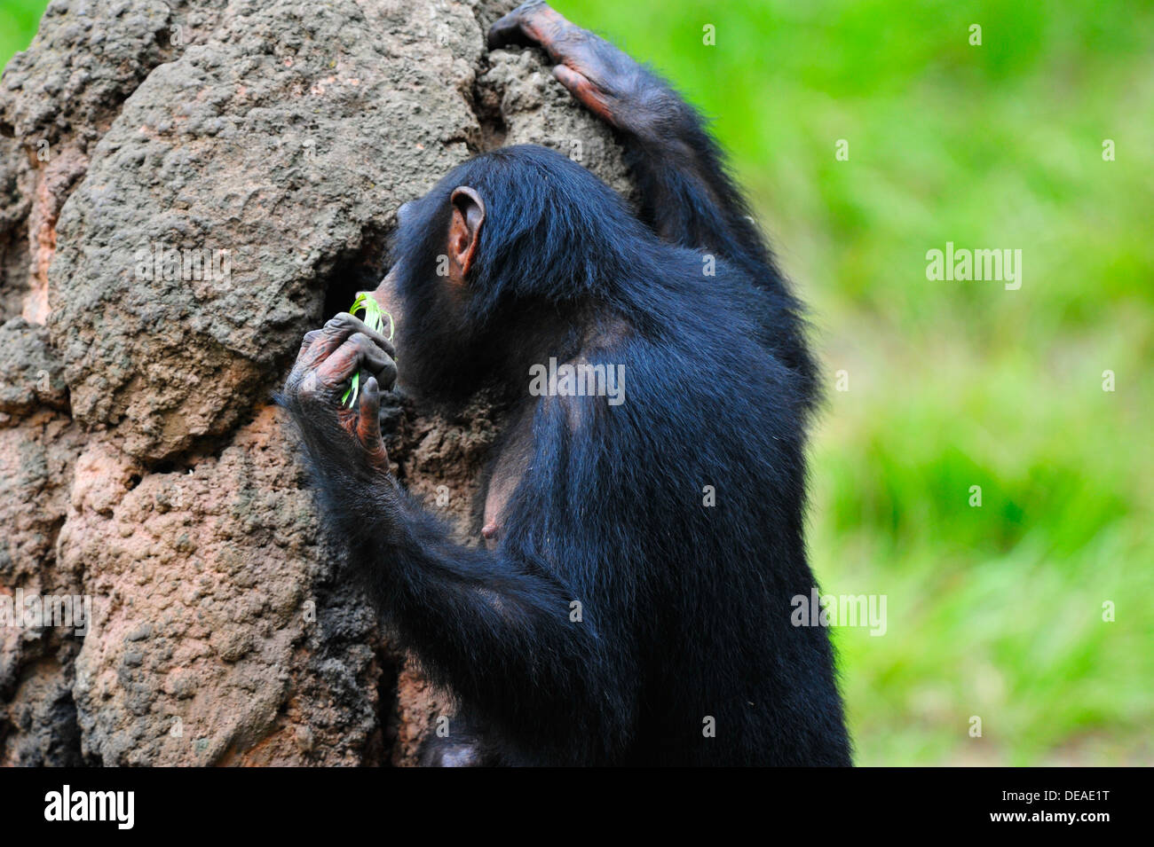Common Chimpanzee collecting honey from a man-made ant mound Stock ...