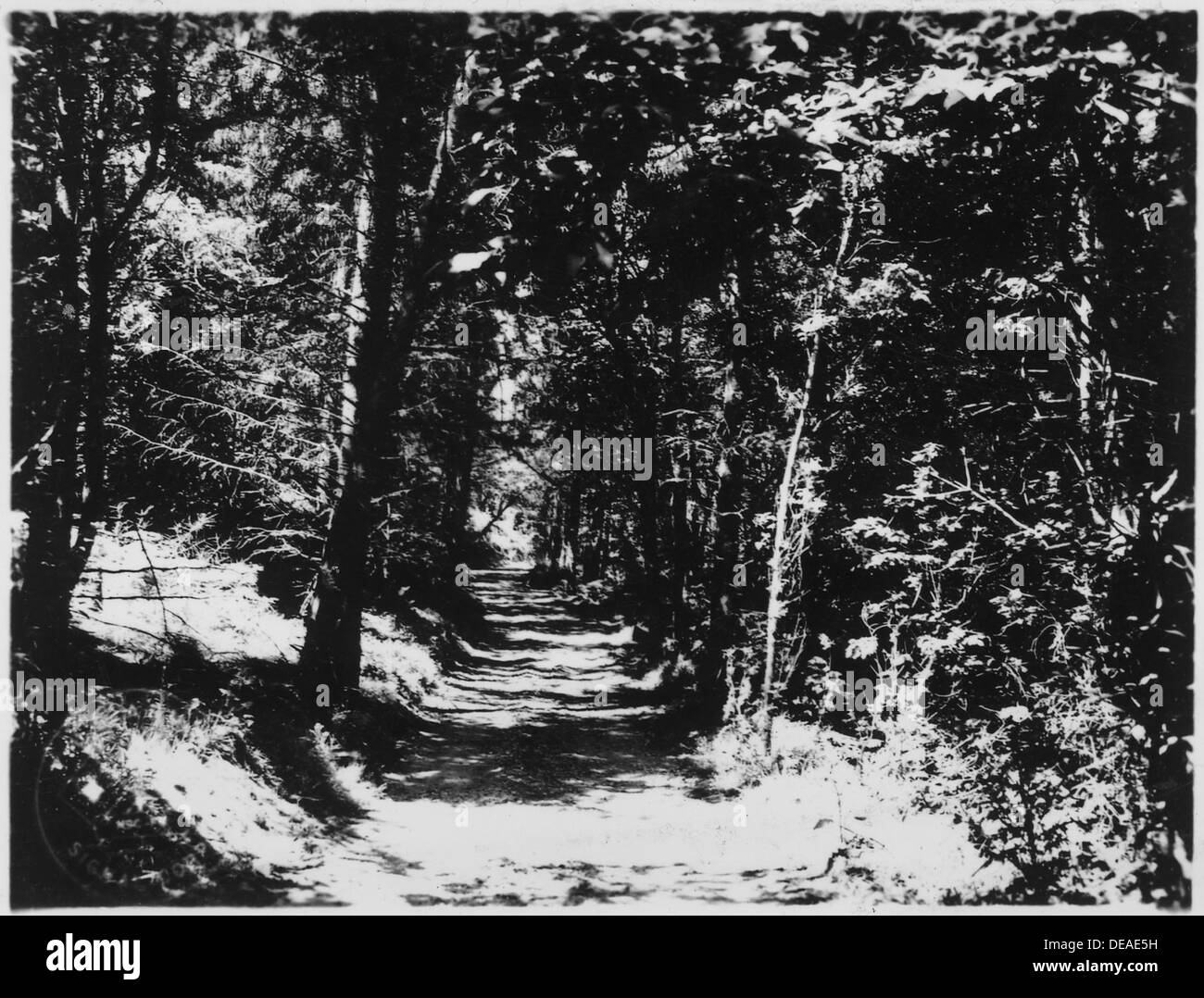 Natural vegetation in area Black and White Stock Photos & Images - Alamy