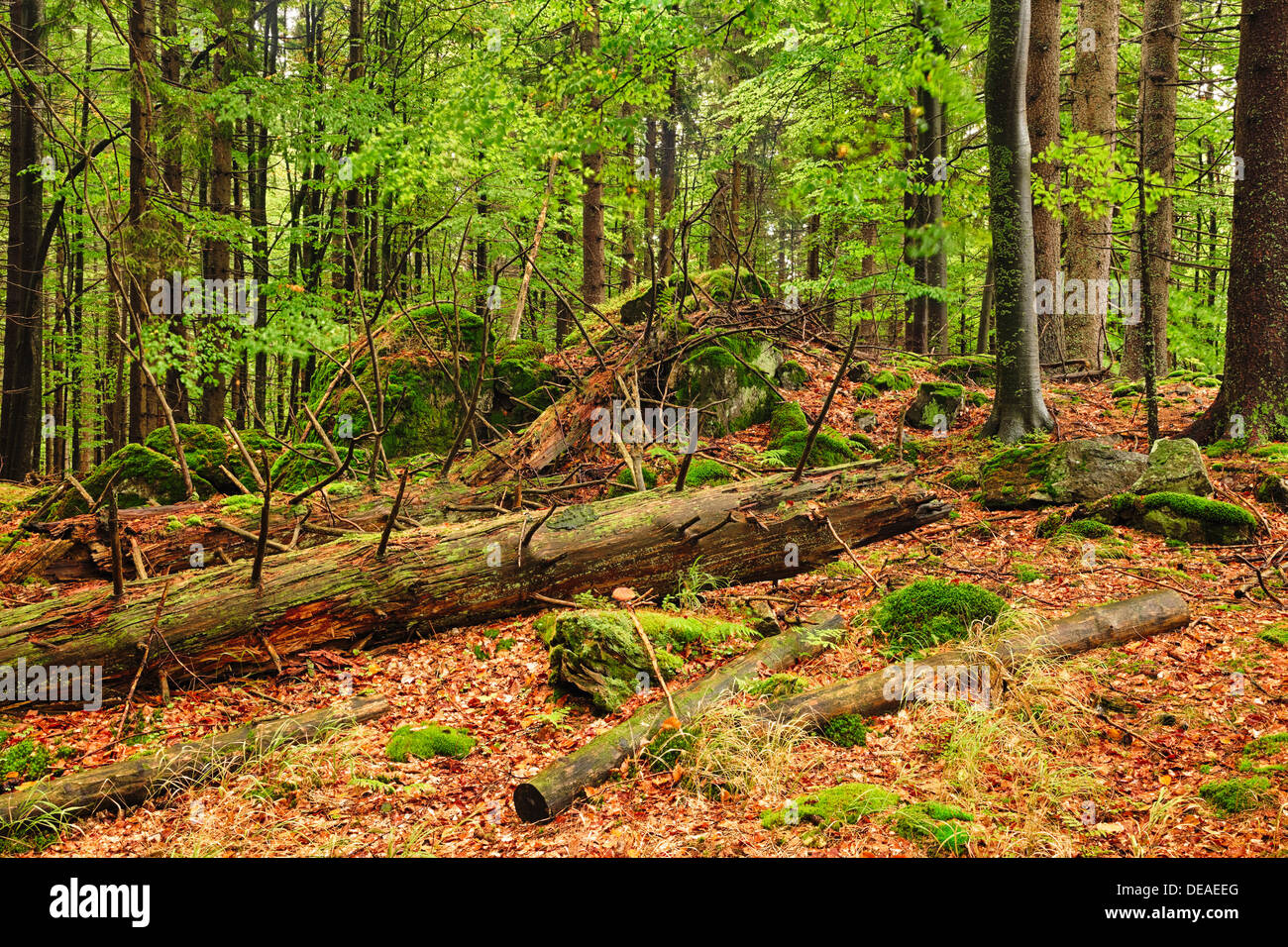 The primeval forest with mossed boulders-HDR Stock Photo - Alamy