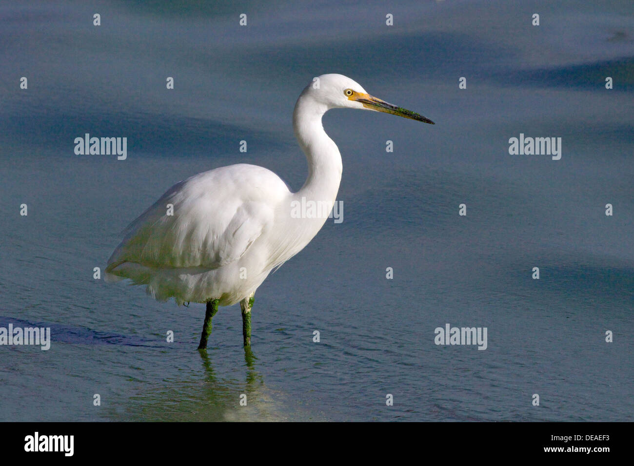 The Little Egret (Egretta garzetta) is a small white heron - this ...