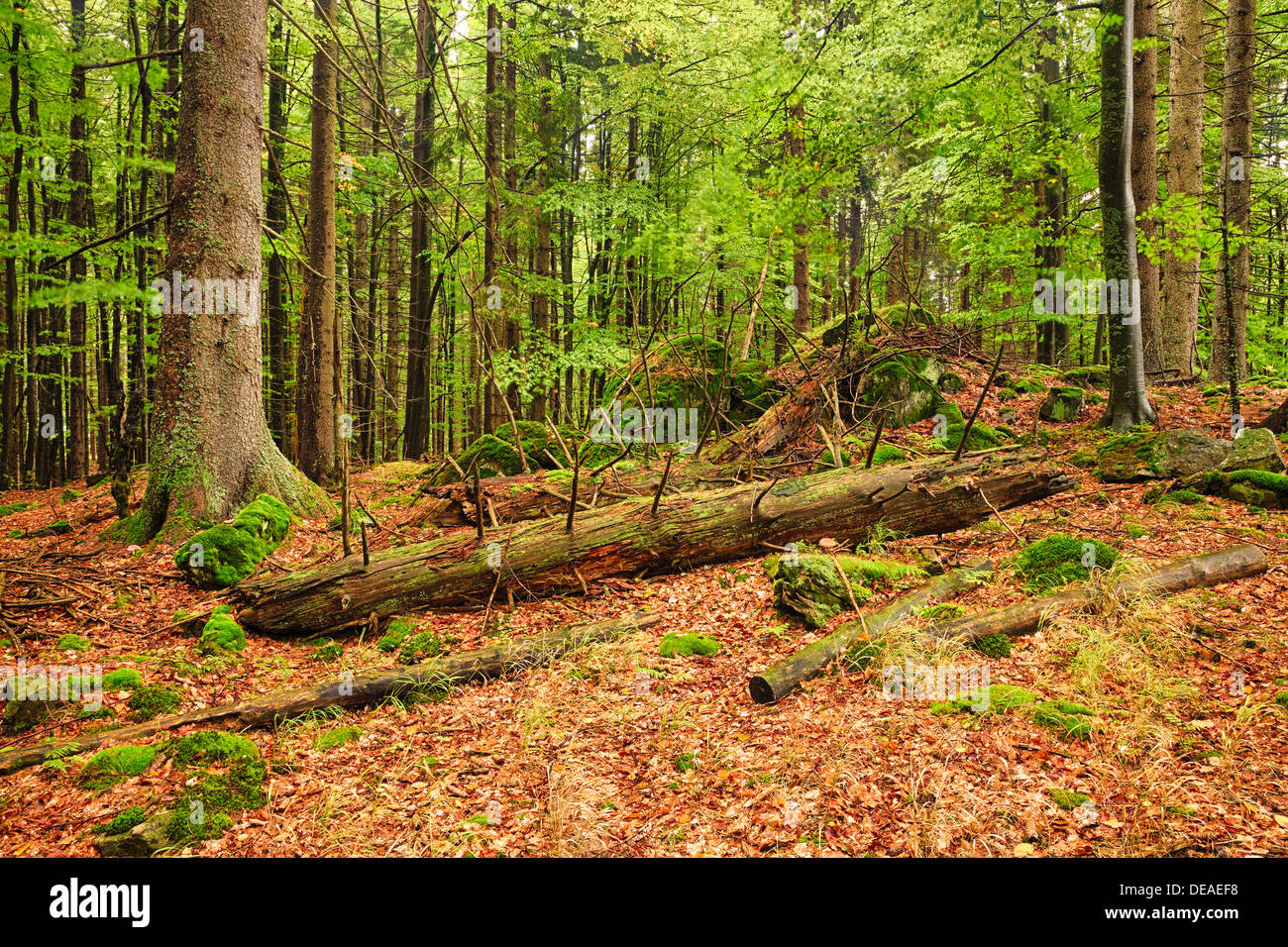 The primeval forest with mossed boulders-HDR Stock Photo - Alamy