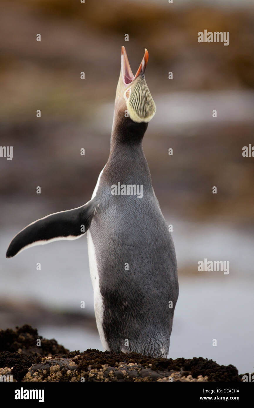 Singing penguins hi-res stock photography and images - Alamy