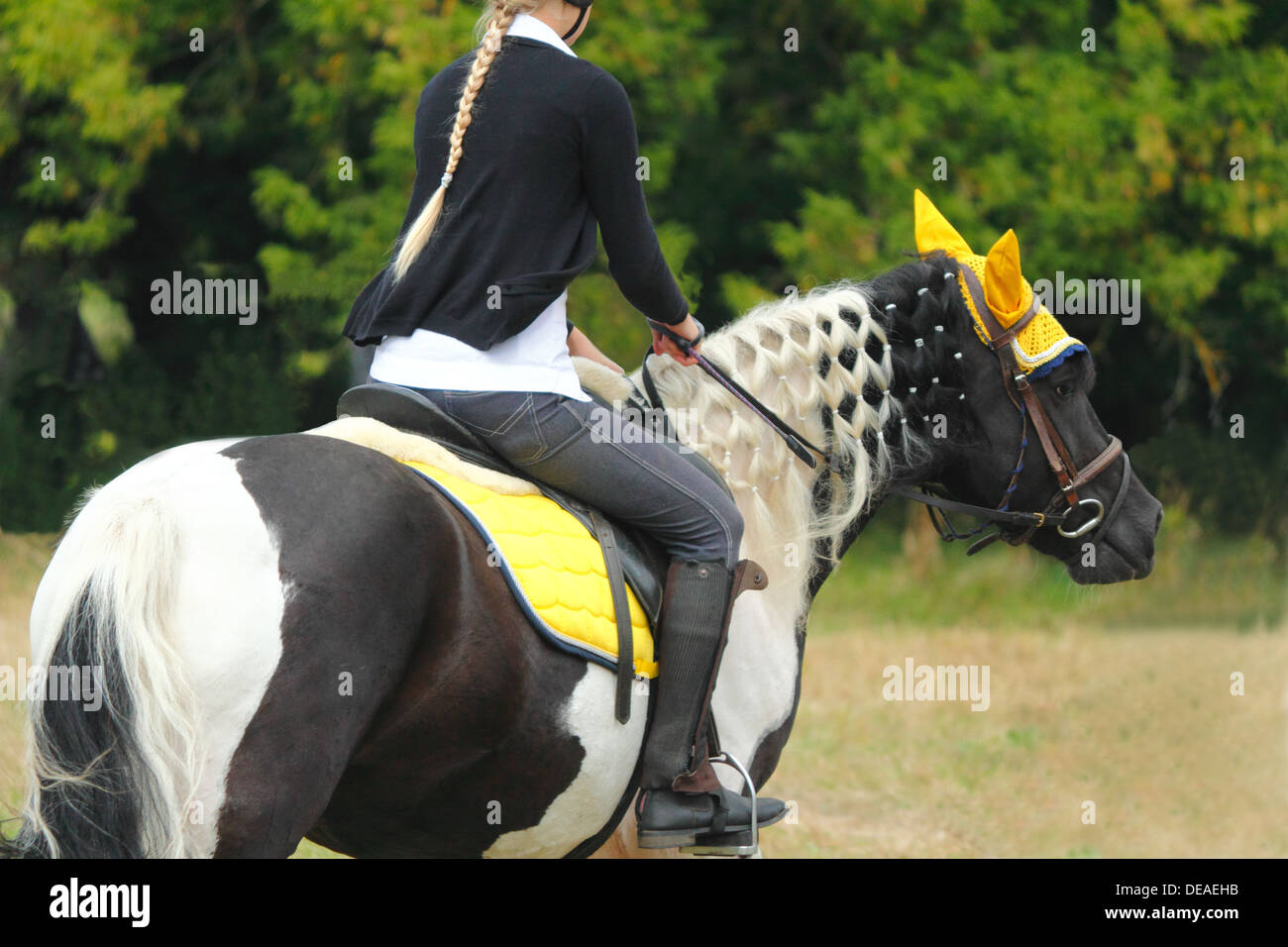 Horse driven rider during competitions riding Stock Photo - Alamy