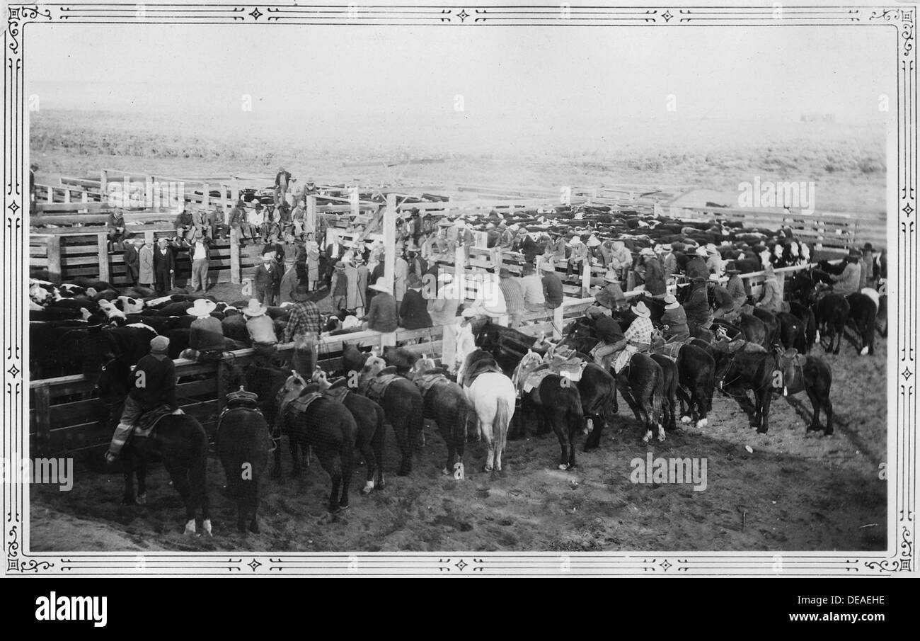 Indian cattle breeding Black and White Stock Photos & Images - Alamy