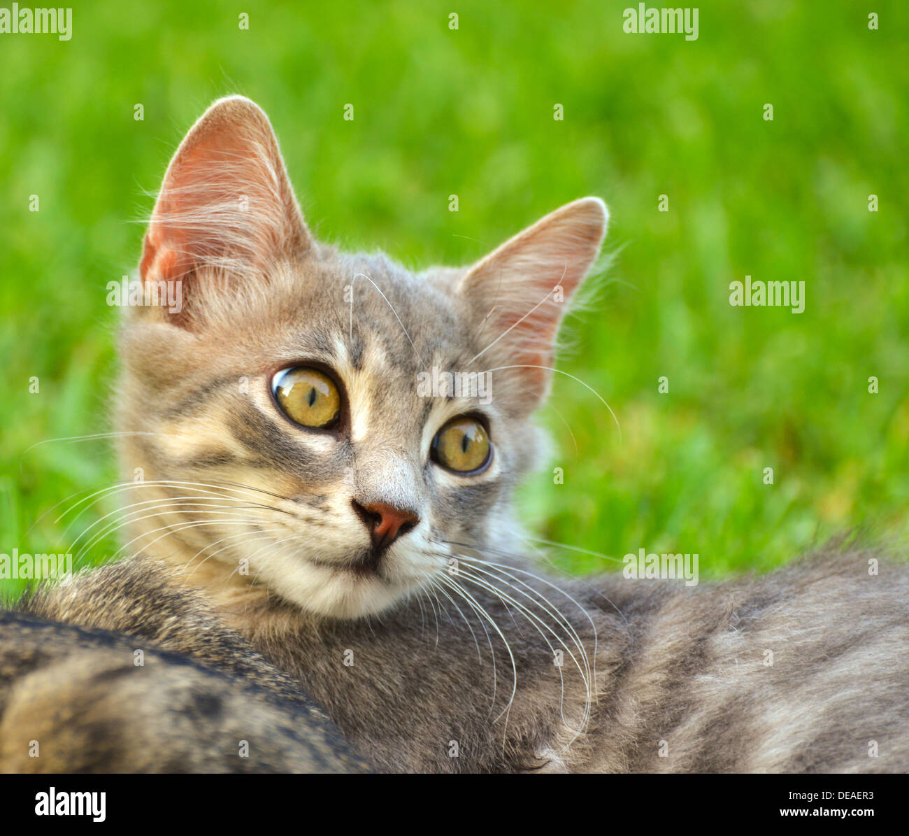 Cute kitten portrait outdoor Stock Photo - Alamy
