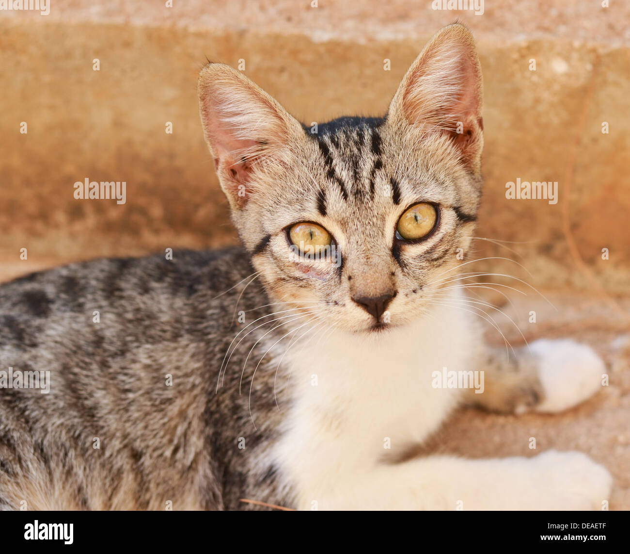 Cute kitten portrait outdoor Stock Photo - Alamy