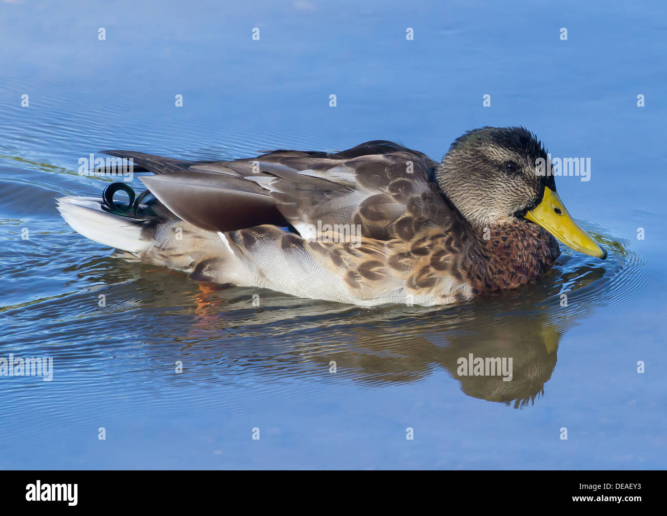 Mallard ‘eclipse’ plumage hi-res stock photography and images - Alamy