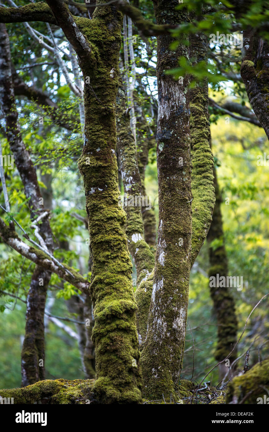 Jungle, mossy tree trunks, Glenveagh National Park, County Donegal ...