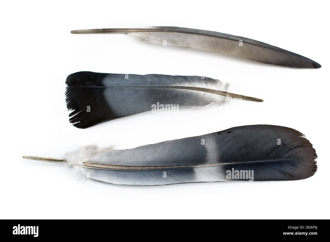 Three feathers isolated on white Stock Photo - Alamy