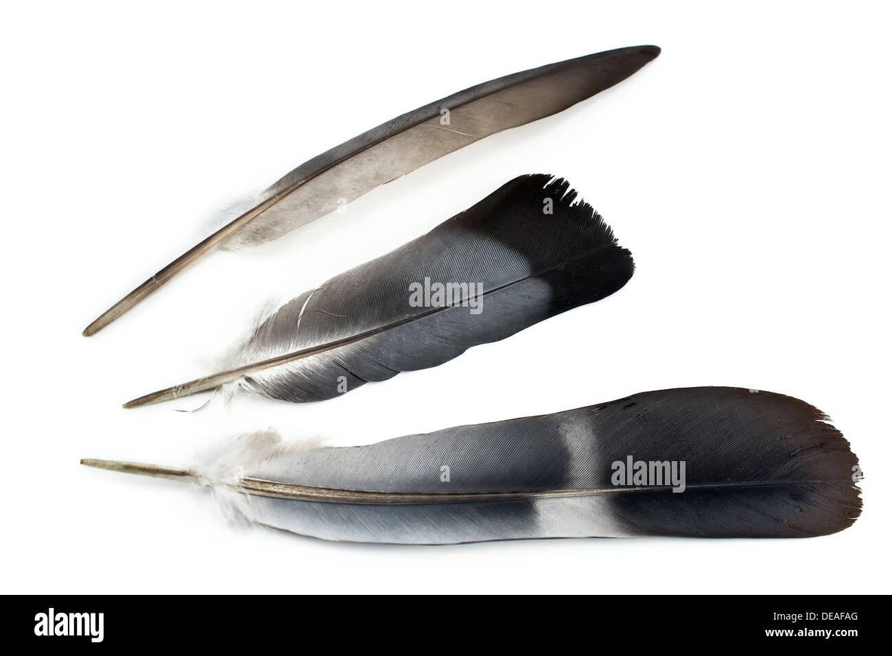 Three feathers isolated on white Stock Photo - Alamy