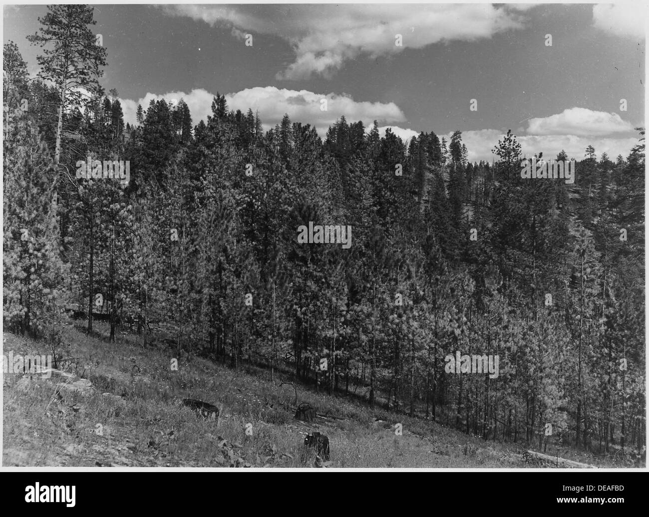 The July 1944 photo depicts one of the most severely scorched pole ...