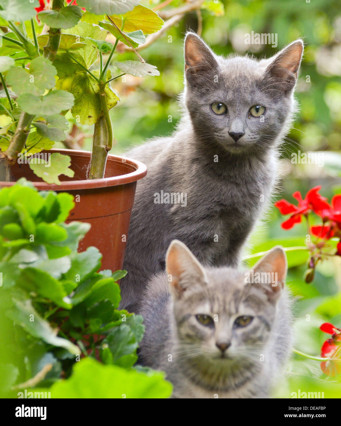 Cute kittens in garden Stock Photo - Alamy
