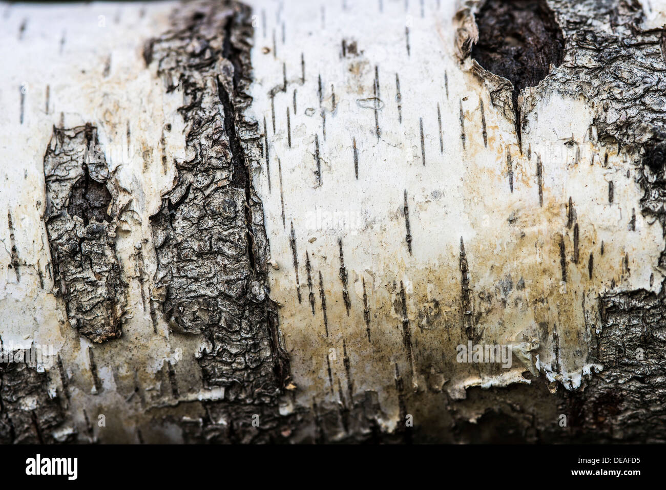 Birch Betula Sp Trees High Resolution Stock Photography and Images - Alamy