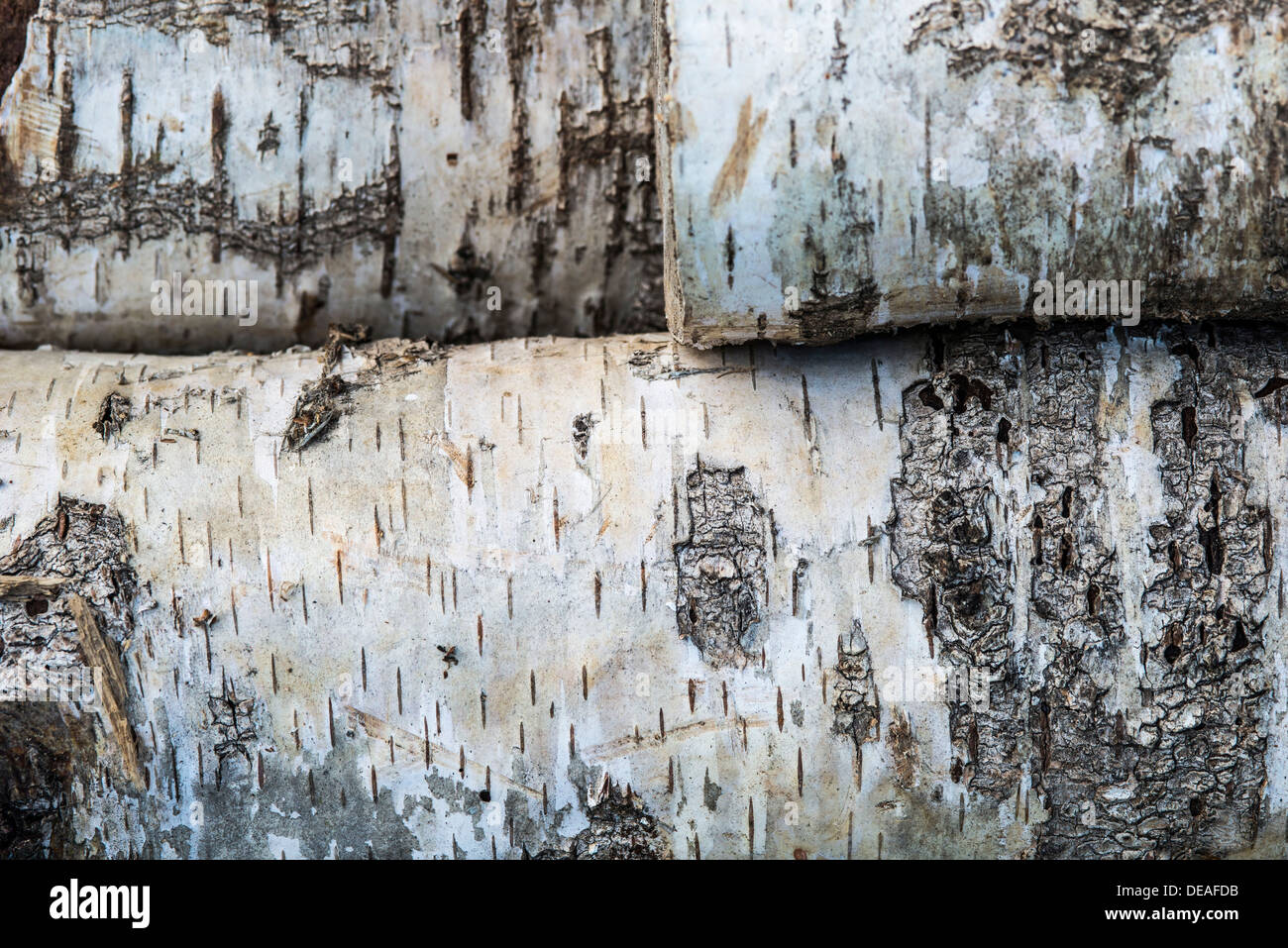 Betula sp hi-res stock photography and images - Alamy
