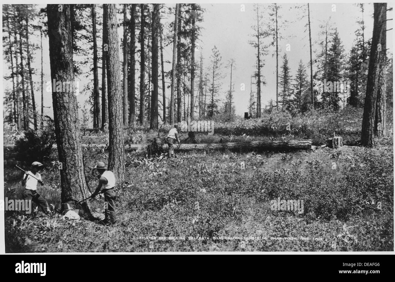 Log cutter Black and White Stock Photos & Images - Alamy