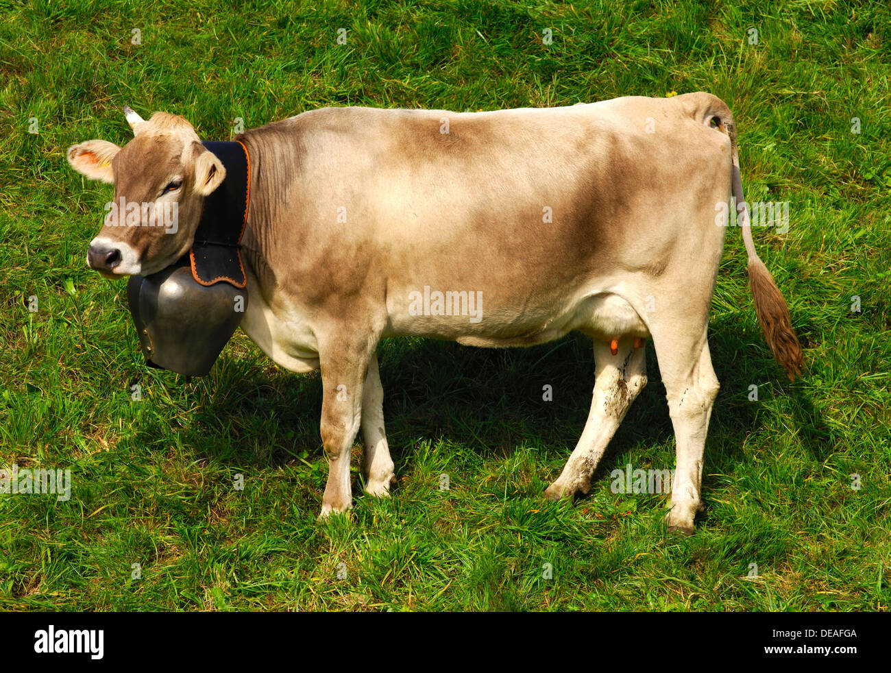 Brown Swiss, dairy cow wearing a bell around its neck, Switzerland ...