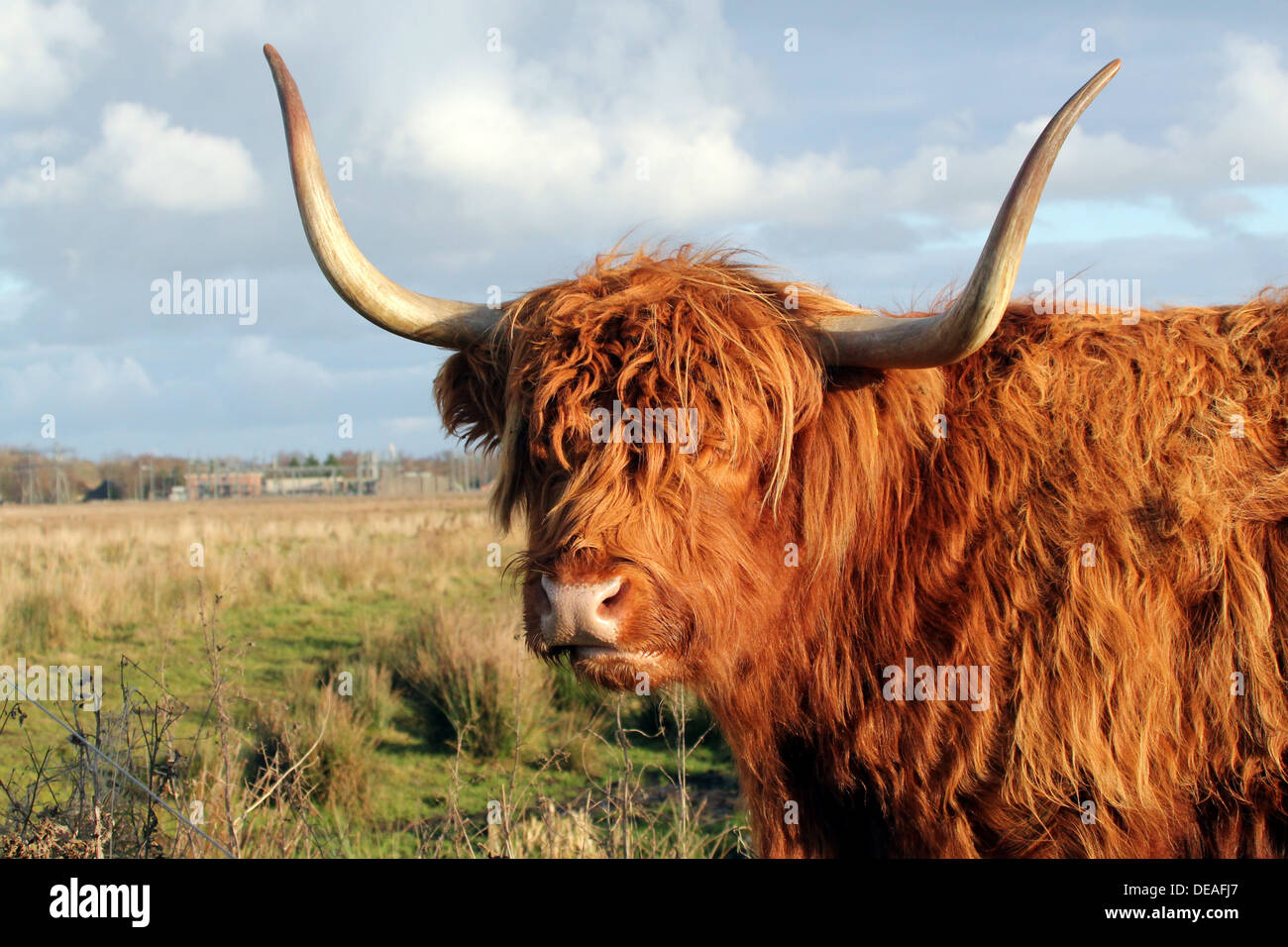 Highland cows, calves and bulls in various poses in grassy meadow (over ...