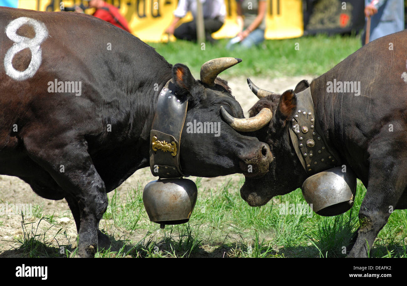 Traditional fight hi-res stock photography and images - Alamy