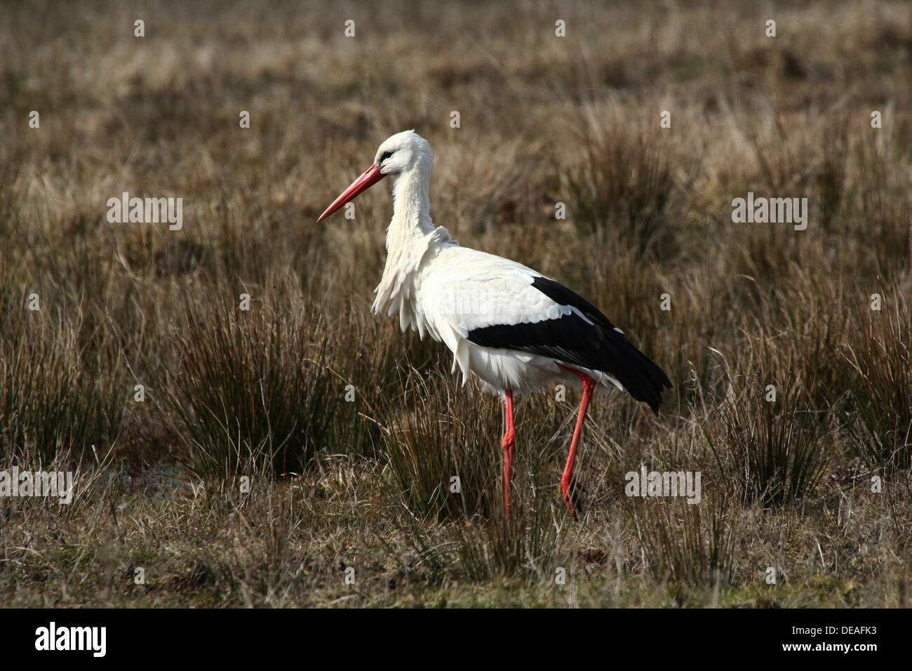 White stork netherlands hi-res stock photography and images - Alamy