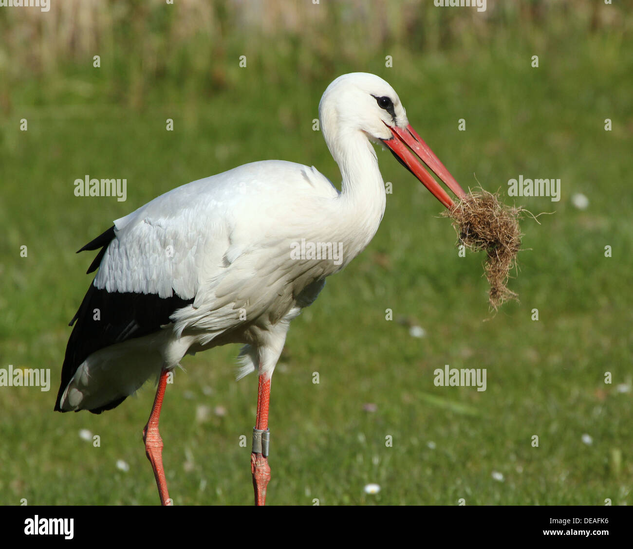 Very detailed close-up of an adult male White Stork (Ciconia ciconia ...