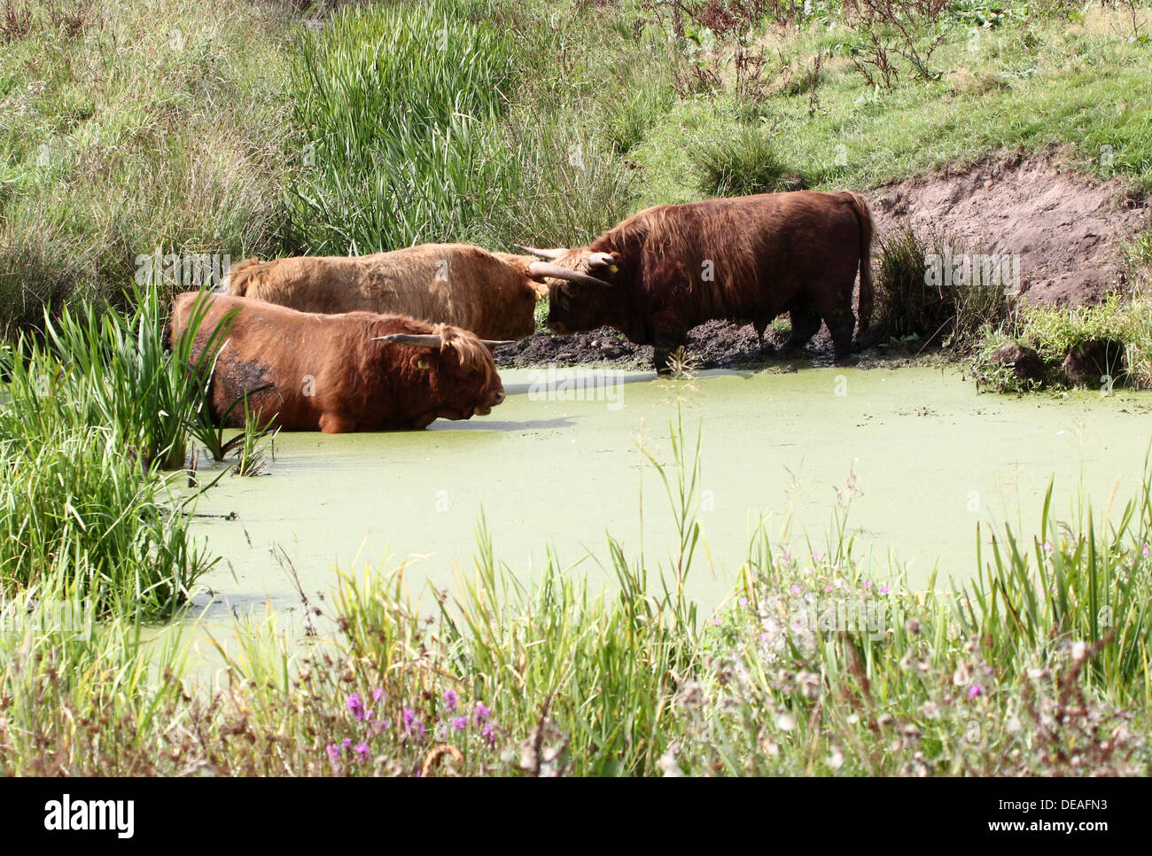 Highland cattle taking a refreshing bath on a hot summer's day (12 ...
