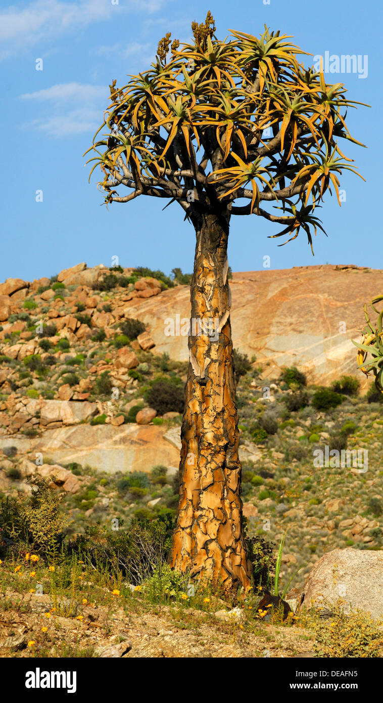 Quiver tree south africa hi-res stock photography and images - Alamy