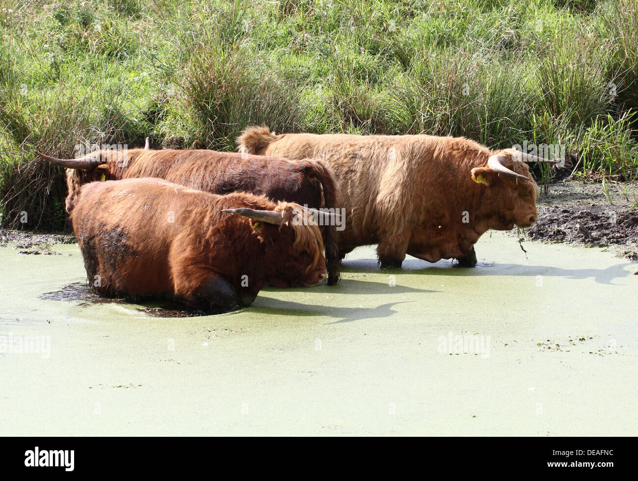 Cattle Dip High Resolution Stock Photography and Images - Alamy