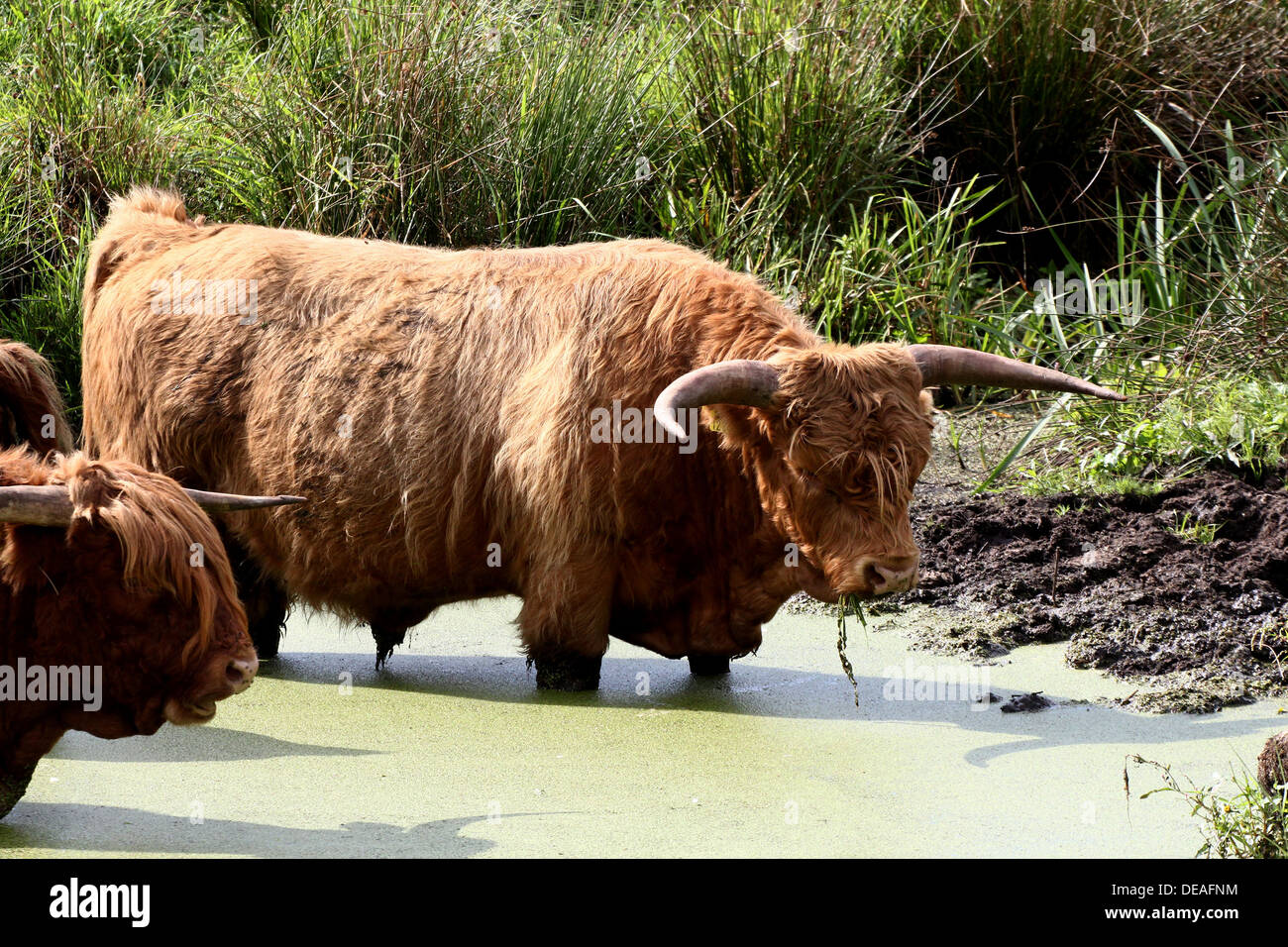 Highland cattle taking a refreshing bath on a hot summer's day (12 ...