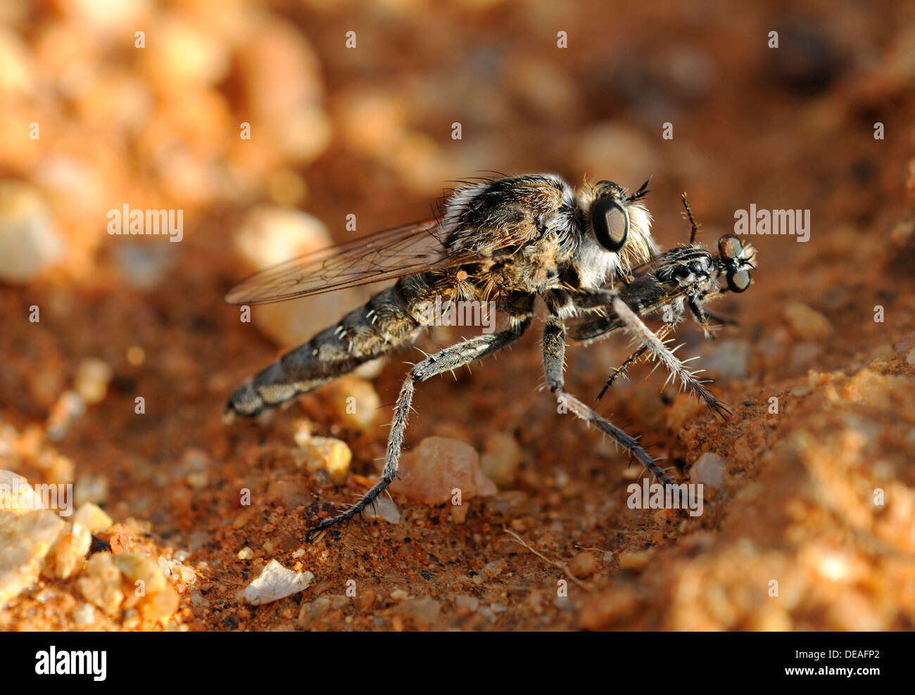 Wasp Robber Fly (Asilidae) with prey, Goegap Nature Reserve ...