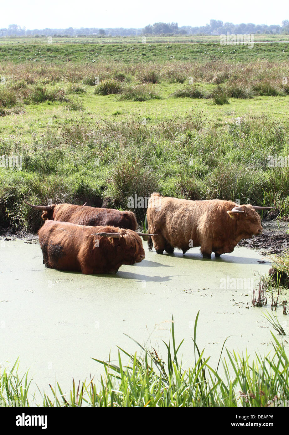 Cattle Dip High Resolution Stock Photography and Images - Alamy