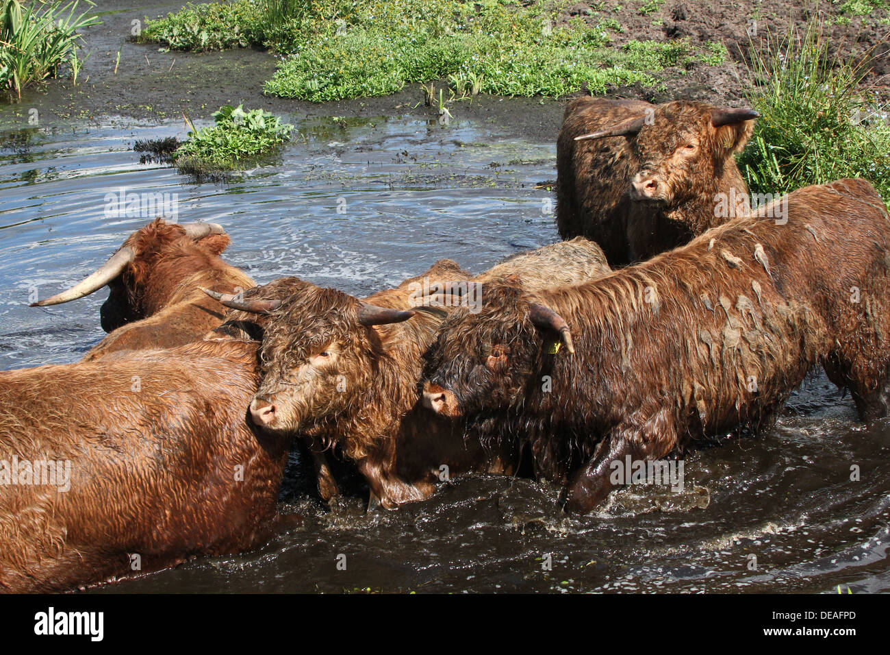 Cattle Dip High Resolution Stock Photography and Images - Alamy