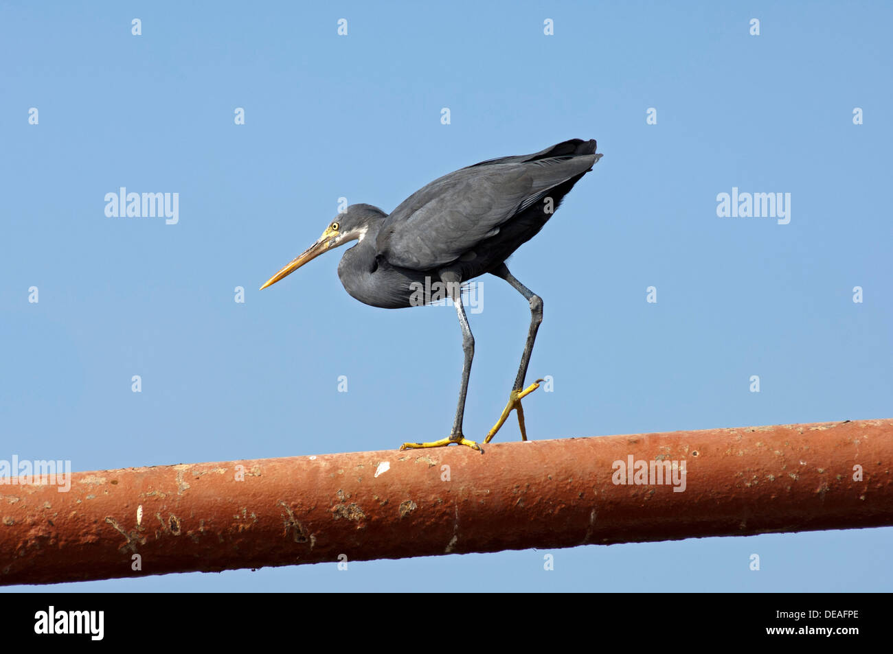 Pacific Reef Heron (Egretta sacra), dark color morph, Sharjah, United ...