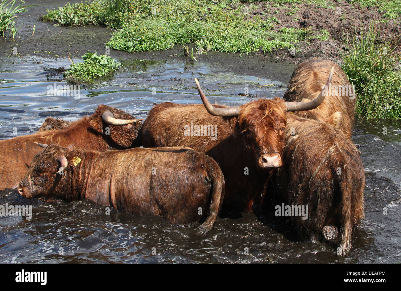 Cattle Dip High Resolution Stock Photography and Images - Alamy