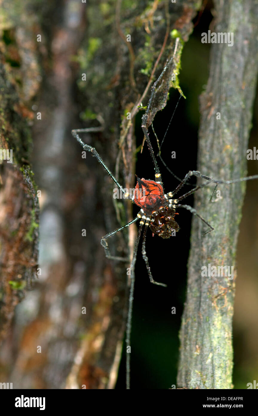 Opiliones hi-res stock photography and images - Alamy