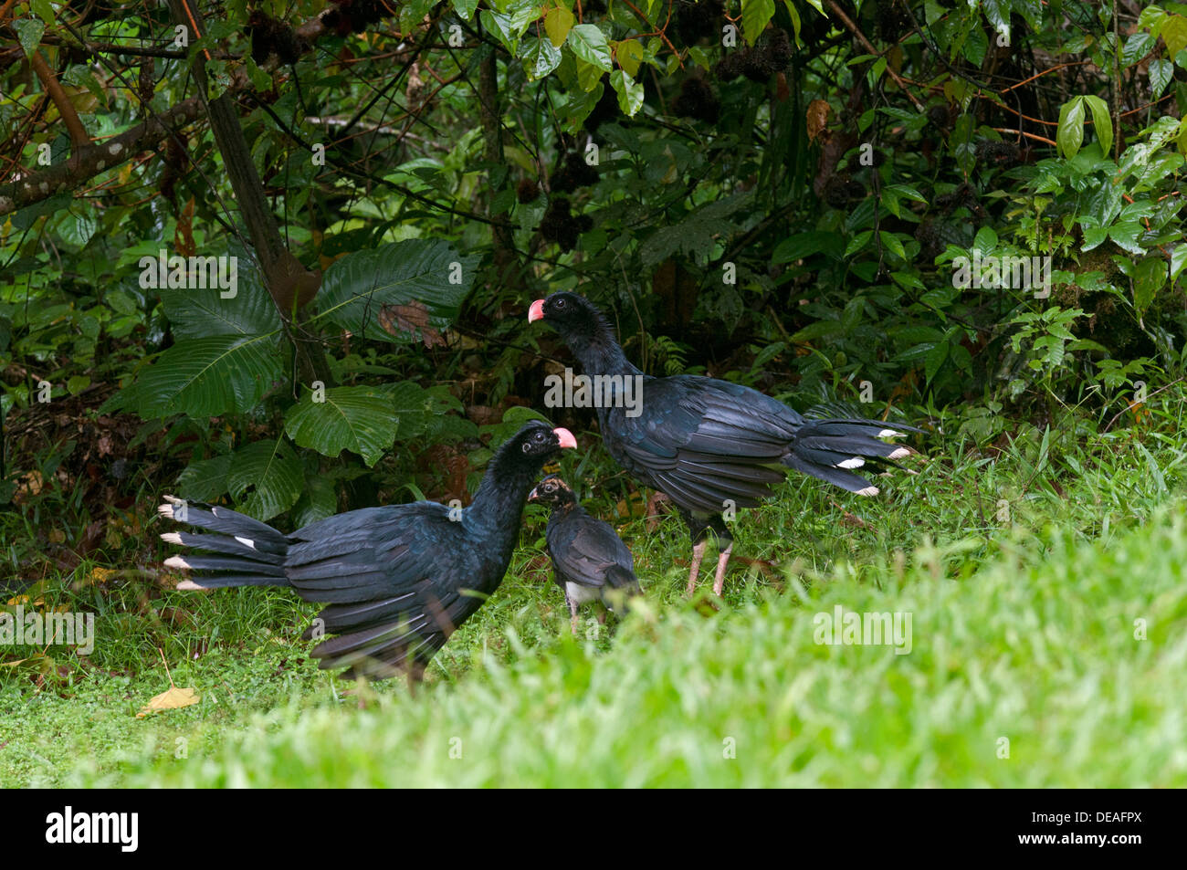 Black Curassow (Crax alector), Tiputini rain forest, Yasuni National ...