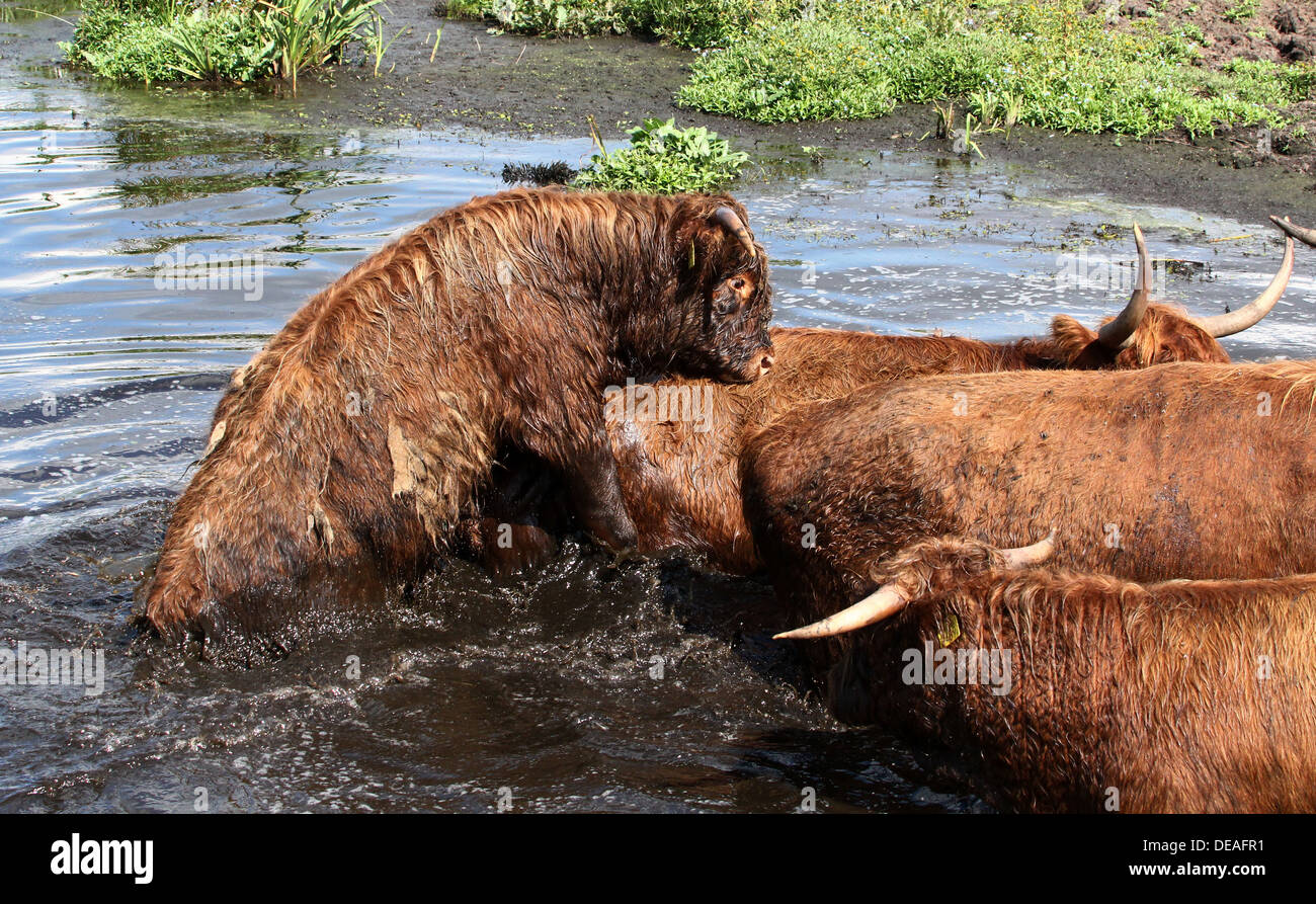 Cattle Dip High Resolution Stock Photography and Images - Alamy